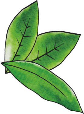 Naked Mango Pot - Onken Onken